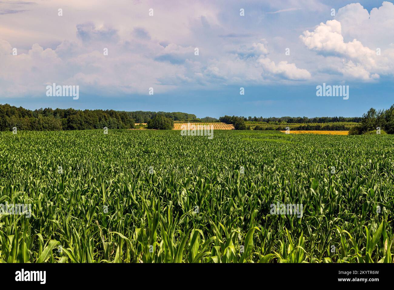 Green field of young corn with clean rows Stock Photo - Alamy