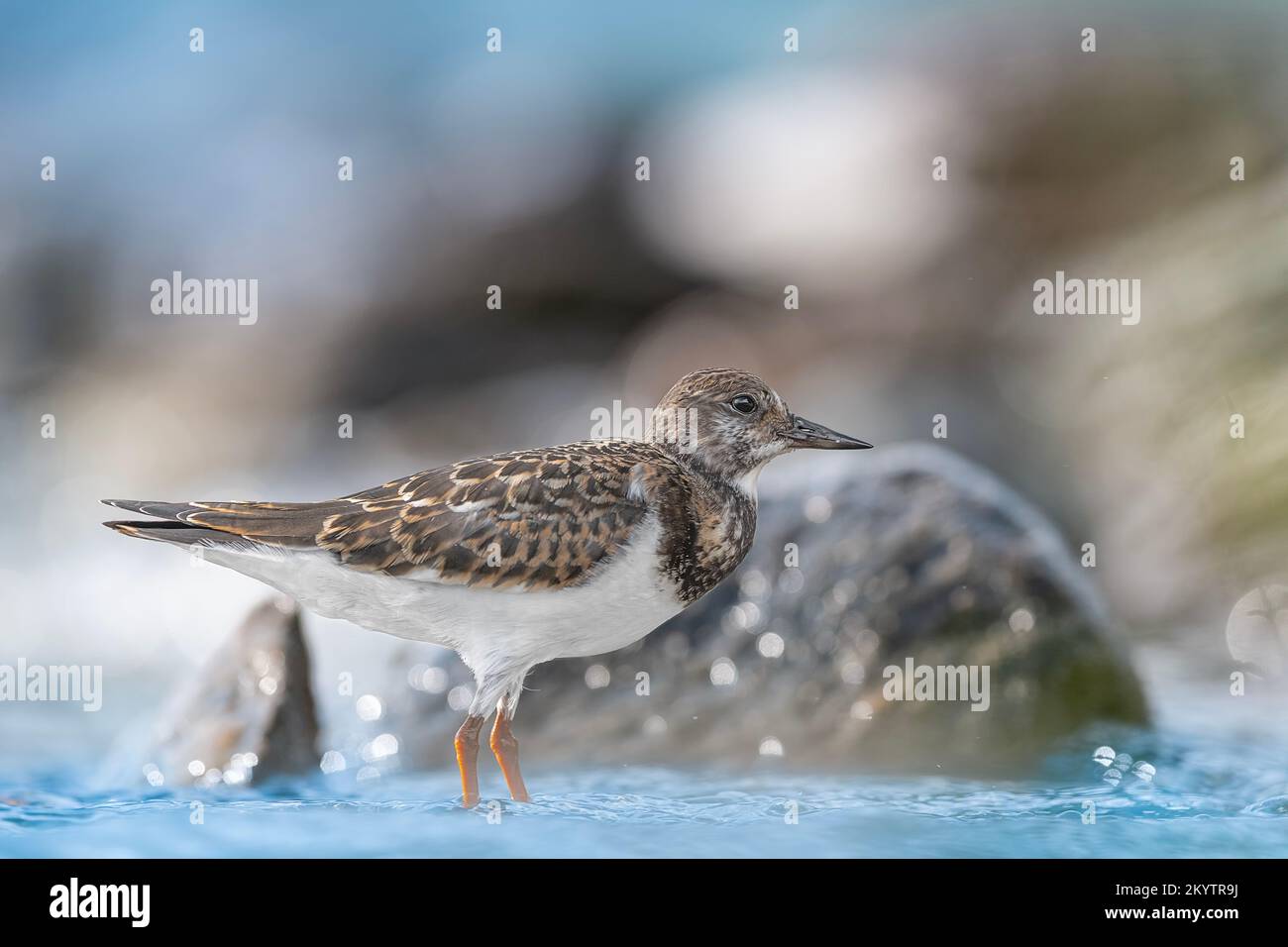 Beautiful portrait of the ruddy turnstone (Arenaria interpres Stock ...
