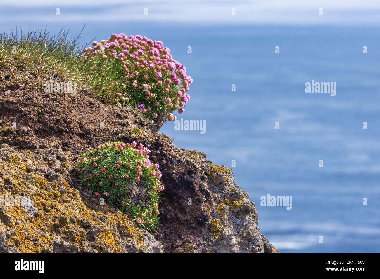 Armeria maritima, evergreen perennial flower,blooming on the cliffs of ...