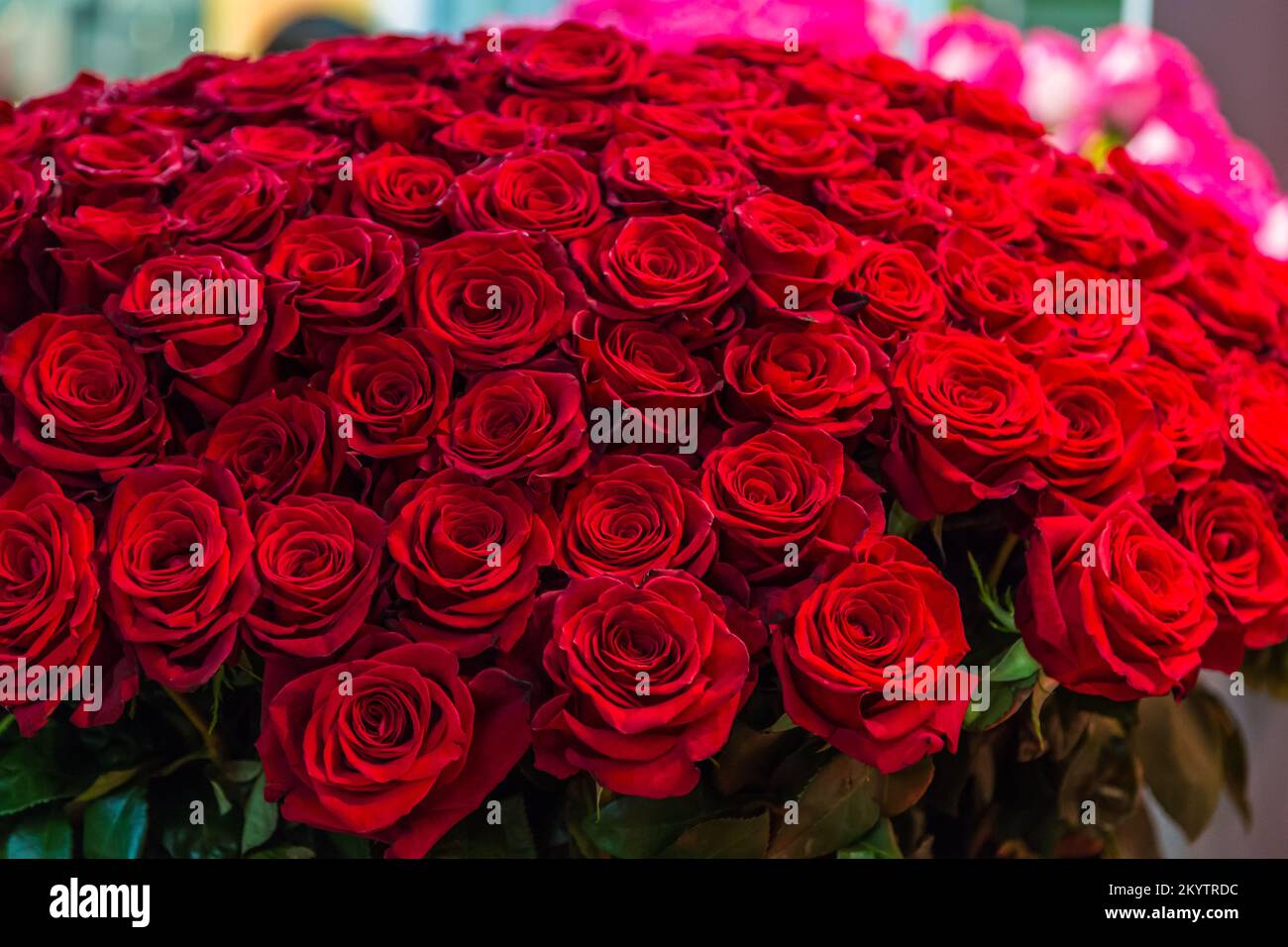 close-up roses texture natural background in red tones Stock Photo - Alamy