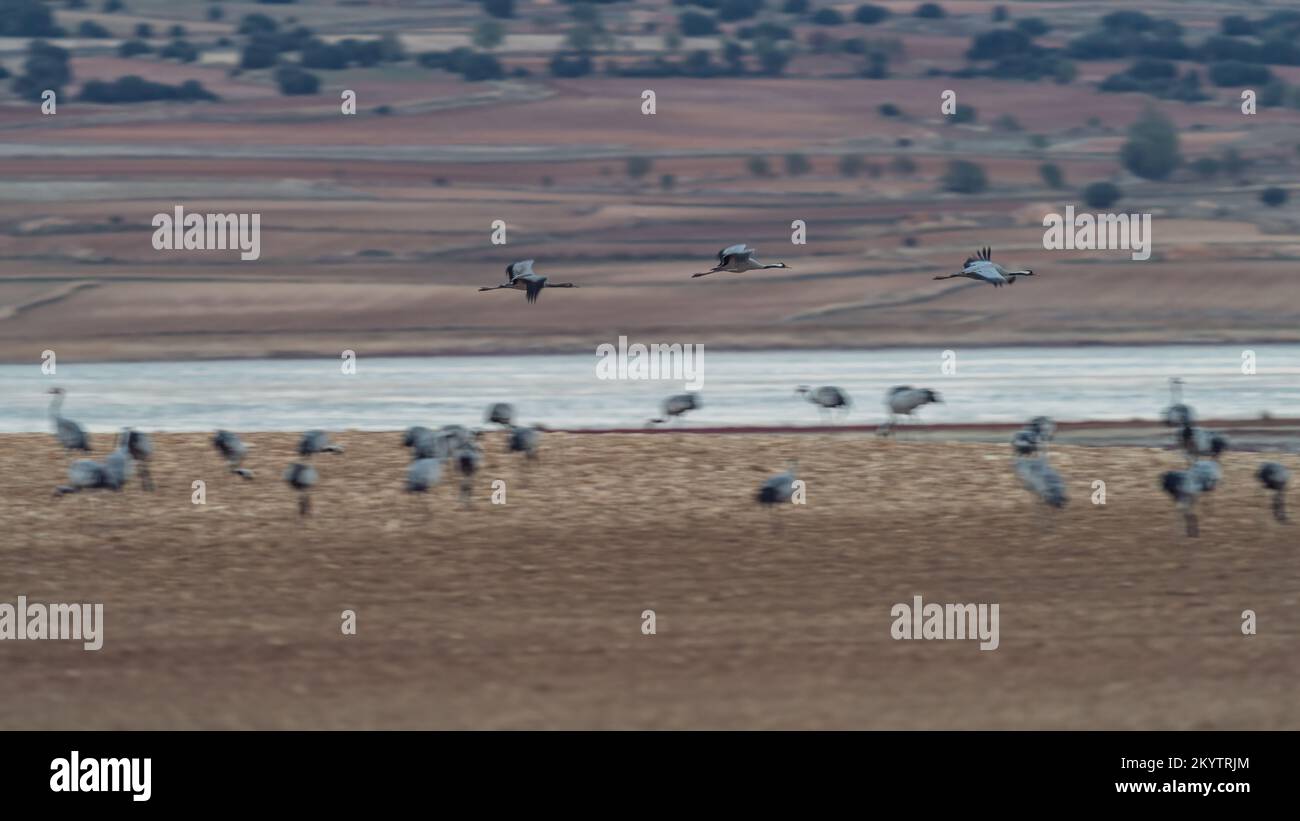 Three cranes flying in a row over a flock of cranes on the ground Stock ...
