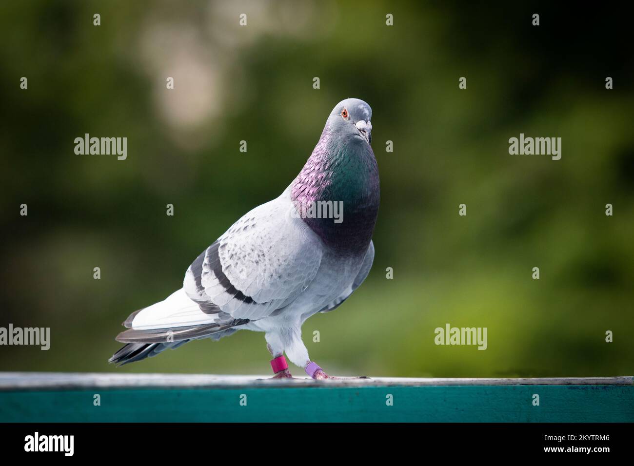 portrait full body of male homing pigeon standing outdoor Stock Photo ...