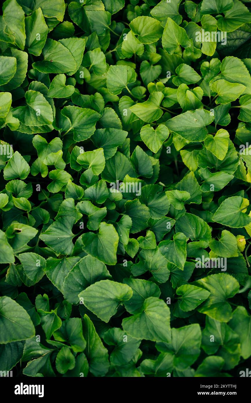 Top view green leaves nature background. Top view of leafs. Nature ...