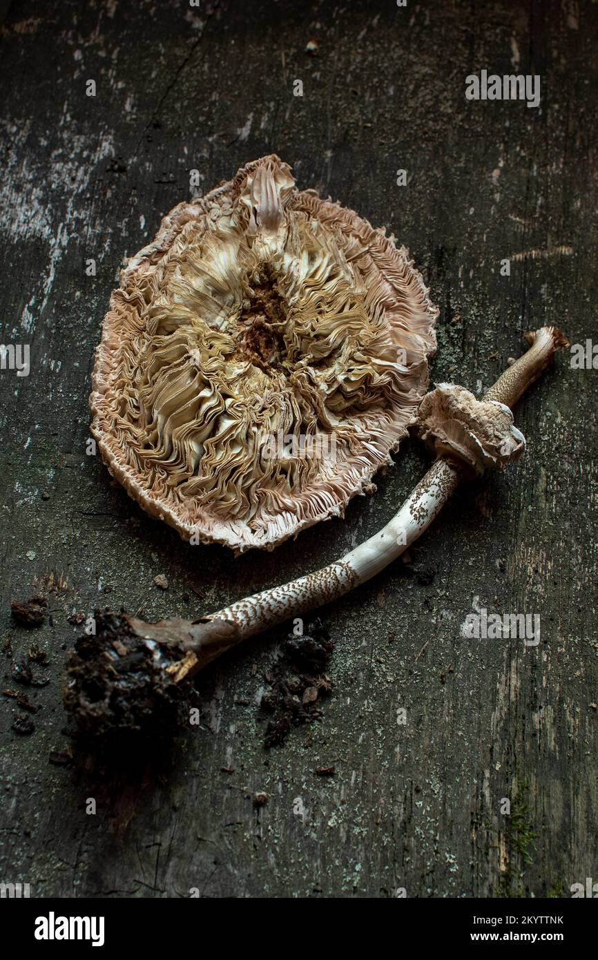 Detailed study of a dried parasol mushroom specimen on a rustic wooden ...
