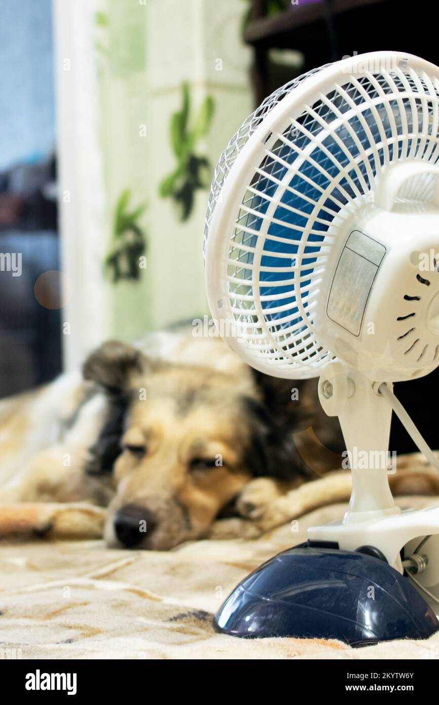 Dog fan hot hi-res stock photography and images - Alamy