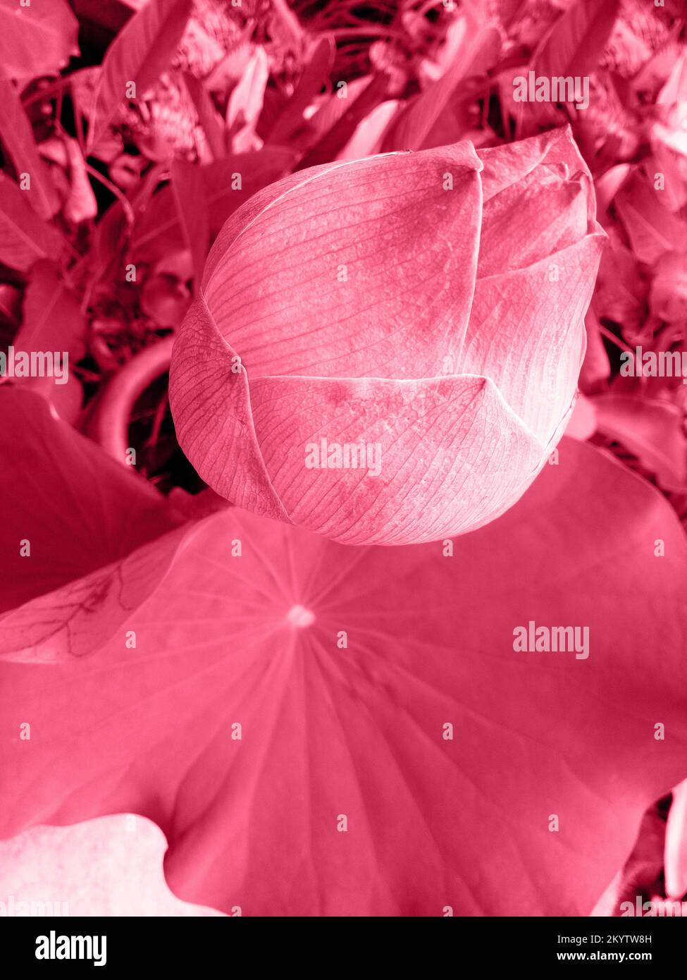 Lotus in trending Color of the Year 2023. Viva Magenta. Copy space for ...