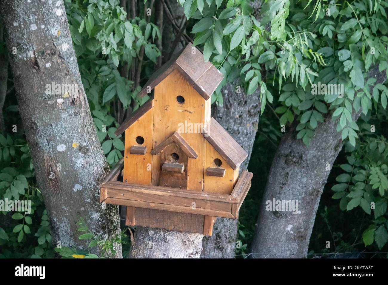 Hand made wooden shelter, bird house, placed on the tree in forest ...
