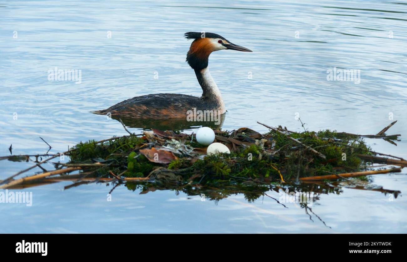 Grebe or Great Grebe (lat. Podiceps cristatus) on the nest. Europe ...