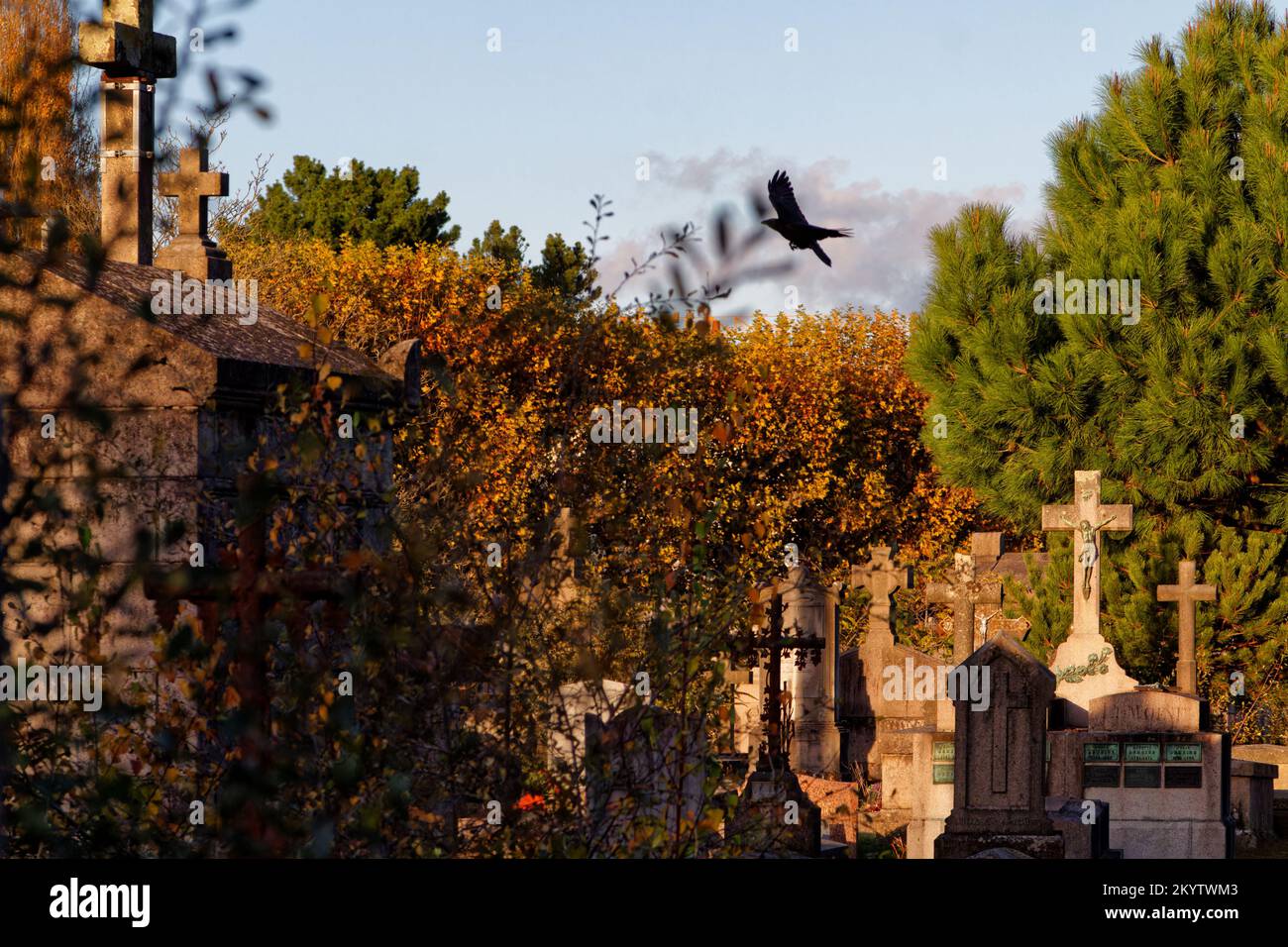 A raven flying over the crosses - La Bouteillerie cemetery, Nantes ...