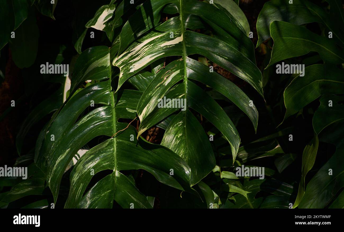 Dark leaves hi-res stock photography and images - Alamy