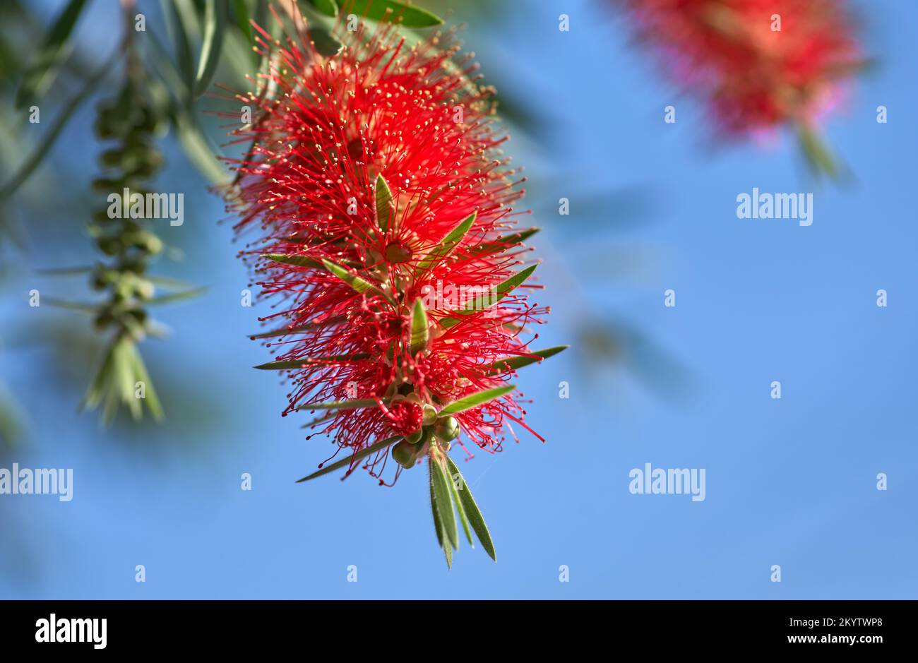 The red fur flower of Willow tree Stock Photo - Alamy
