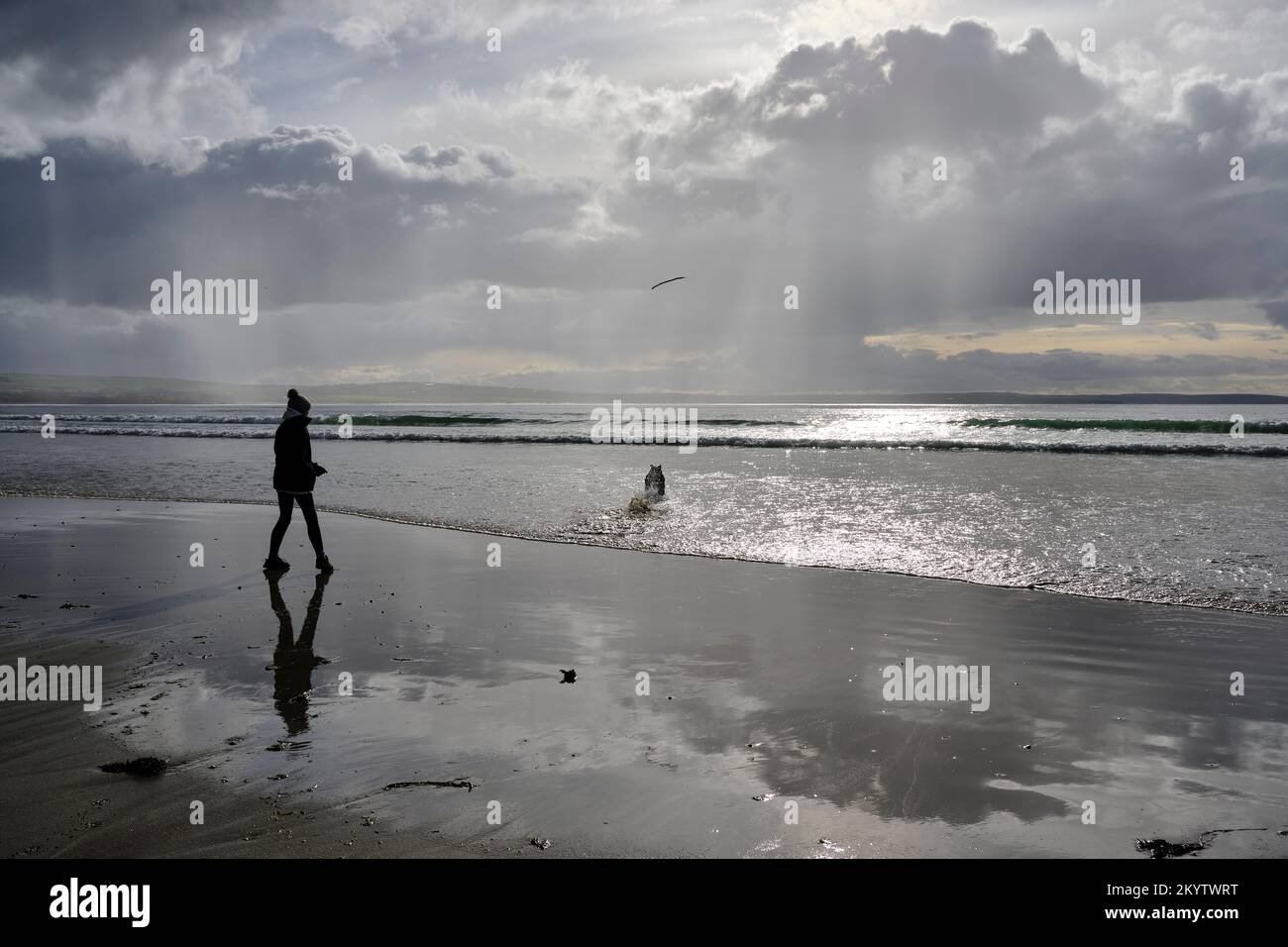 Dog retrieve silhouette hi-res stock photography and images - Alamy