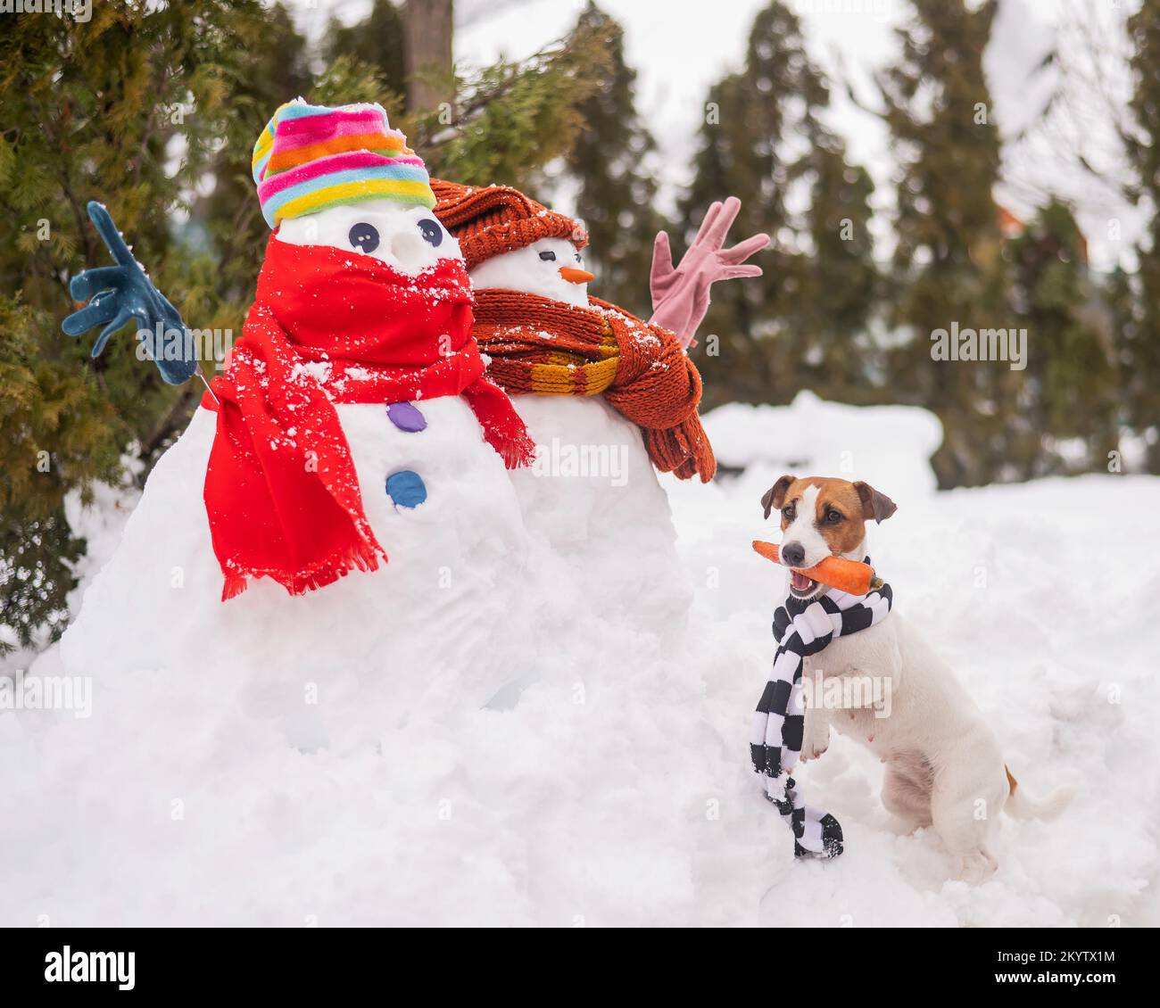 Jack Russell Terrier dog holding a carrot in his mouth for a snowman ...