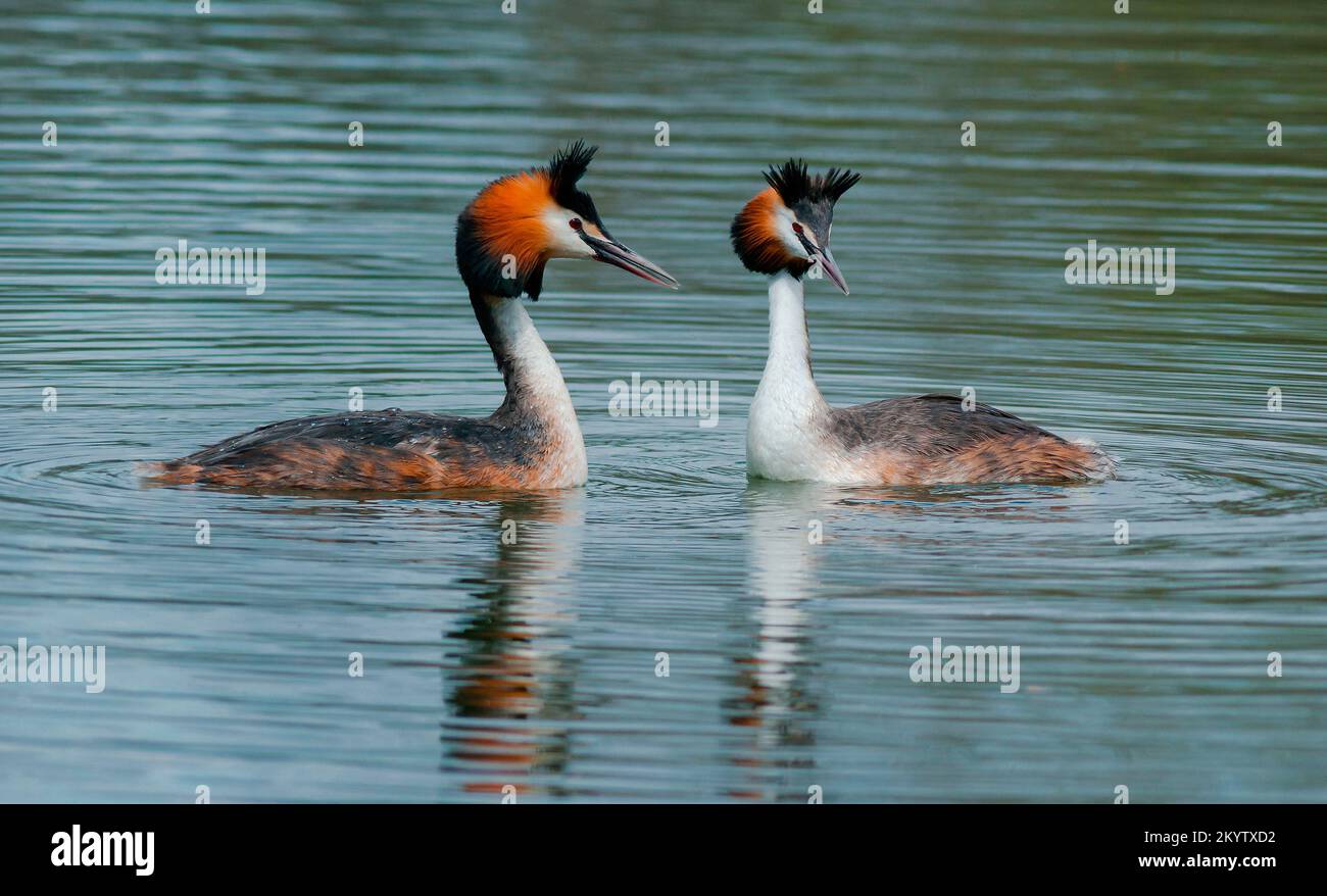 Grebe or Great Grebe (lat. Podiceps cristatus) on the nest. Europe ...