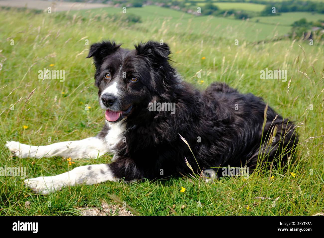 Black and white border collie facing to left lying down on grass after ...