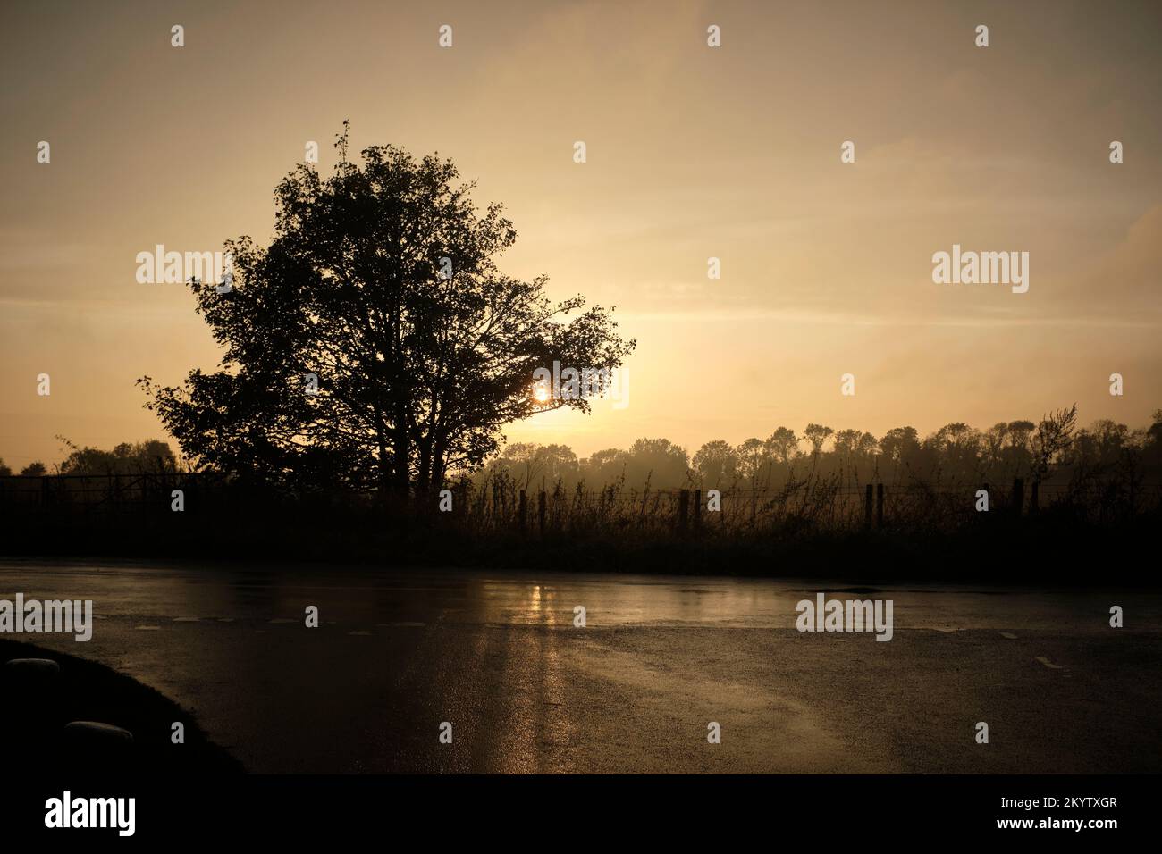 Sun setting behind a tree after a heavy rainstorm Stock Photo - Alamy