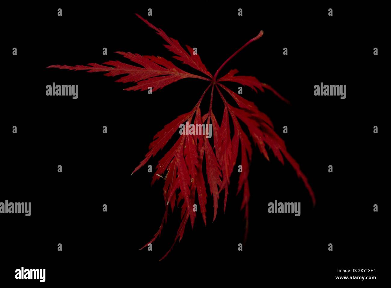 érable feuille de dentelle hi-res stock photography and images - Alamy