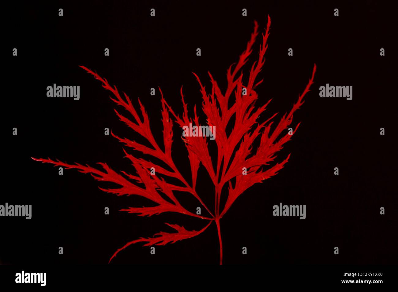 érable feuille de dentelle hi-res stock photography and images - Alamy