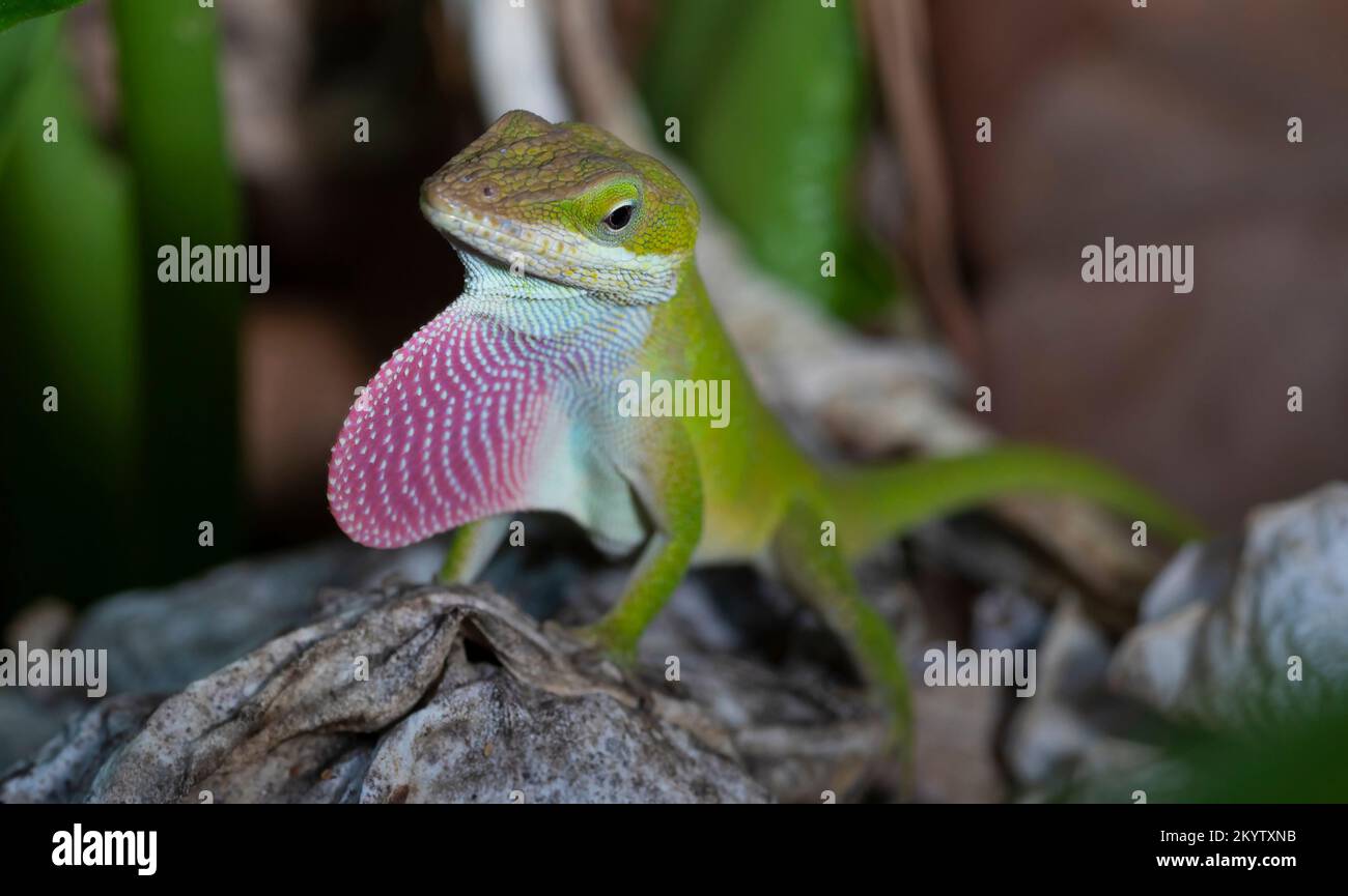 Gecko attracting a mate in the outdoors of North Carolina Stock Photo ...
