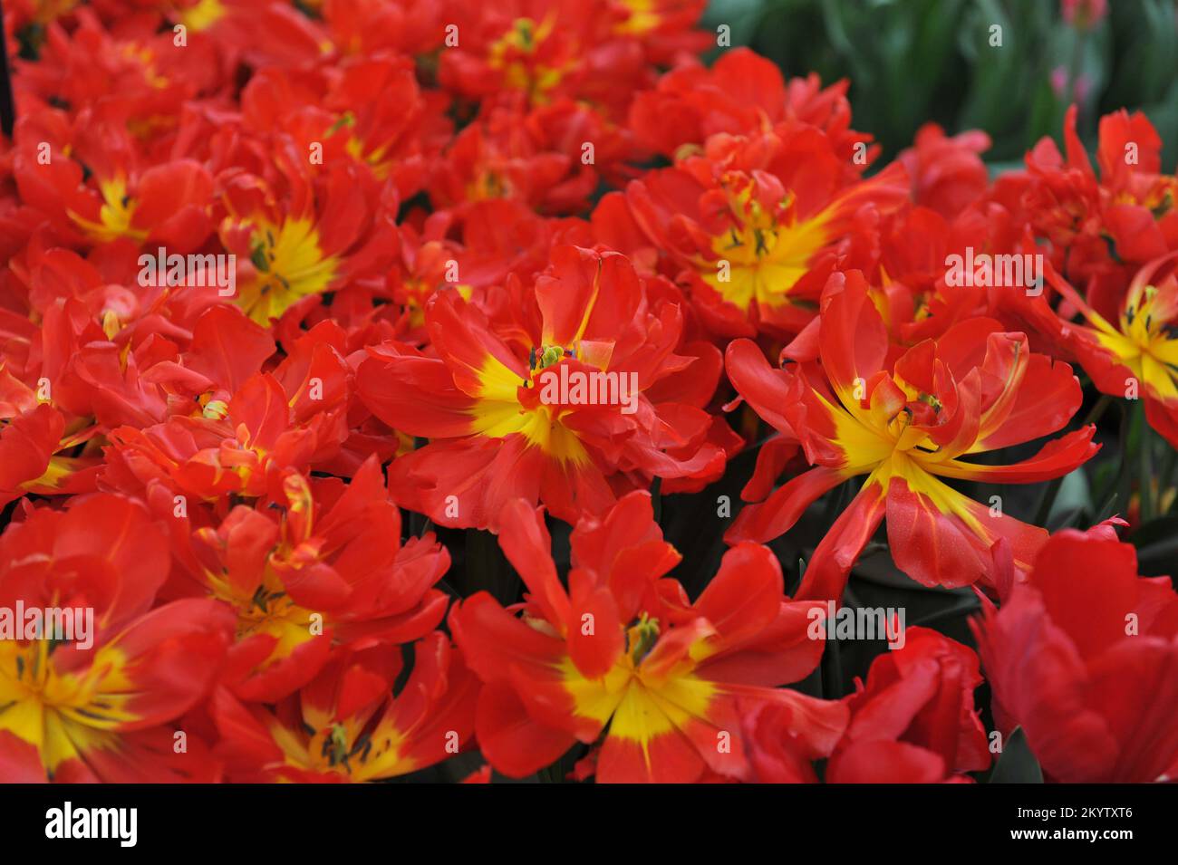 Red peony-flowered Double Early tulips (Tulipa) Viking bloom in a ...
