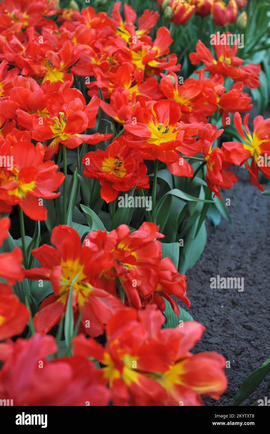 Red peony-flowered Double Early tulips (Tulipa) Viking bloom in a ...