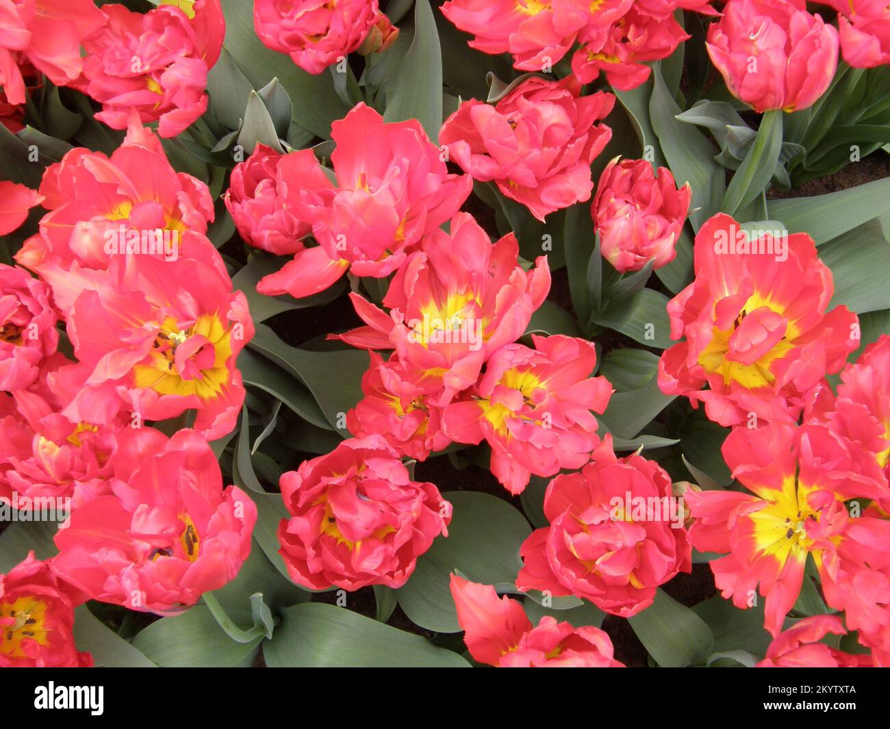 Red peony-flowered Double Early tulips (Tulipa) Viking bloom in a ...