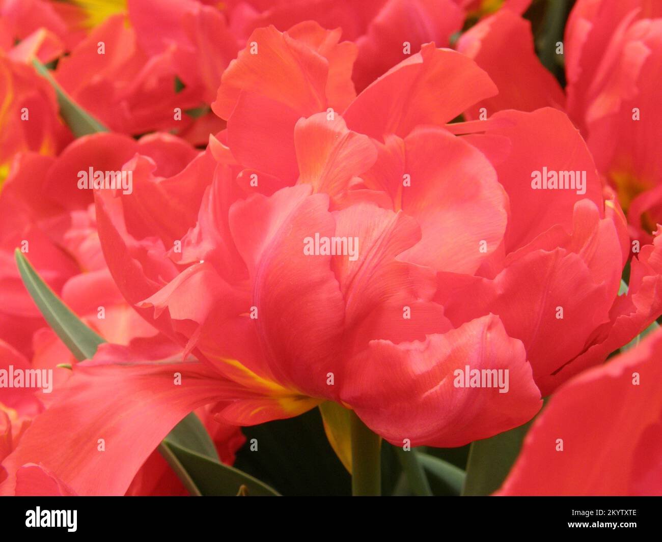 Red peony-flowered Double Early tulips (Tulipa) Viking bloom in a ...
