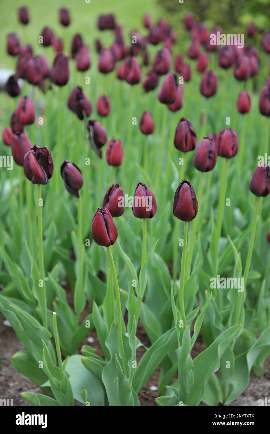 Dark red fringed tulips (Tulipa) Vincent van Gogh bloom in a garden in ...