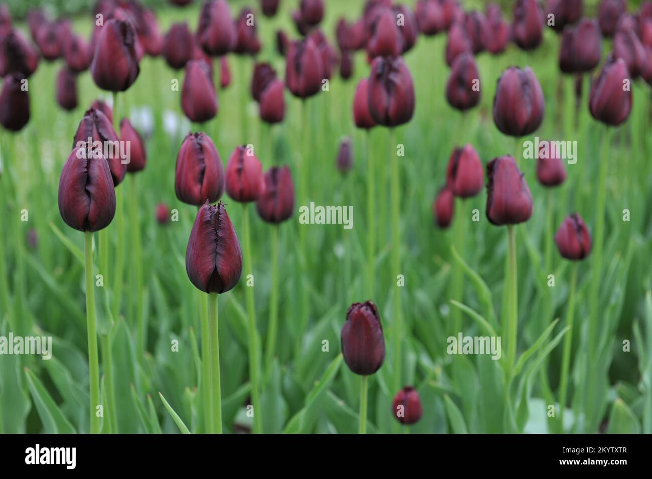 Dark red fringed tulips (Tulipa) Vincent van Gogh bloom in a garden in ...