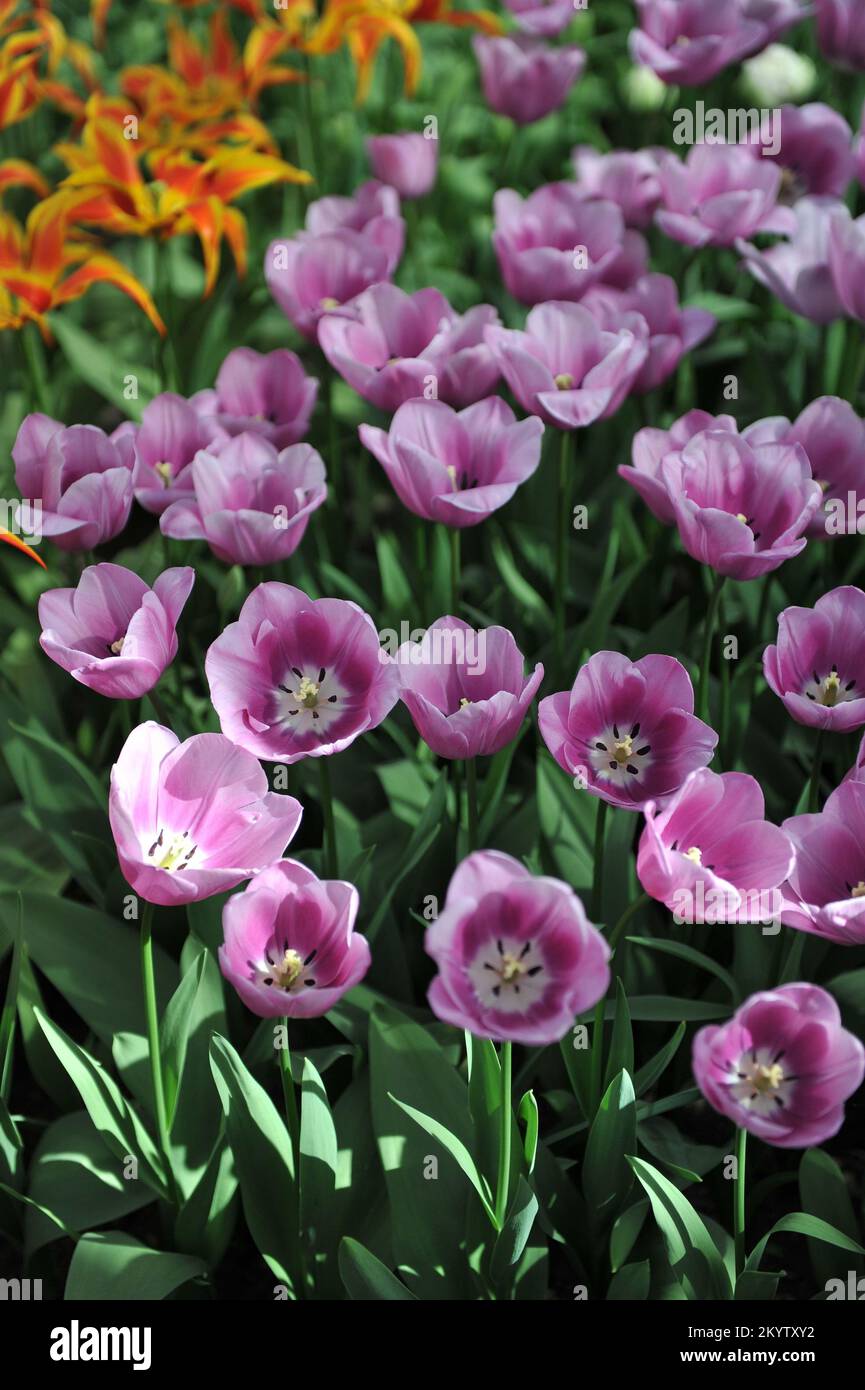 Single Late tulips (Tulipa) Violet Beauty bloom in a garden in April ...