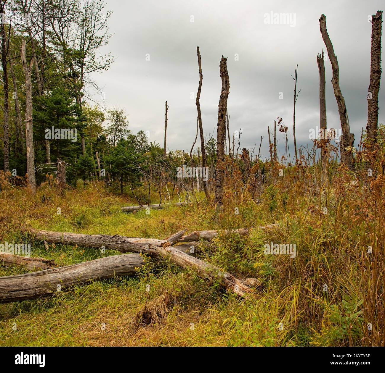 Deadfall in a Maine marsh in early fall Stock Photo - Alamy