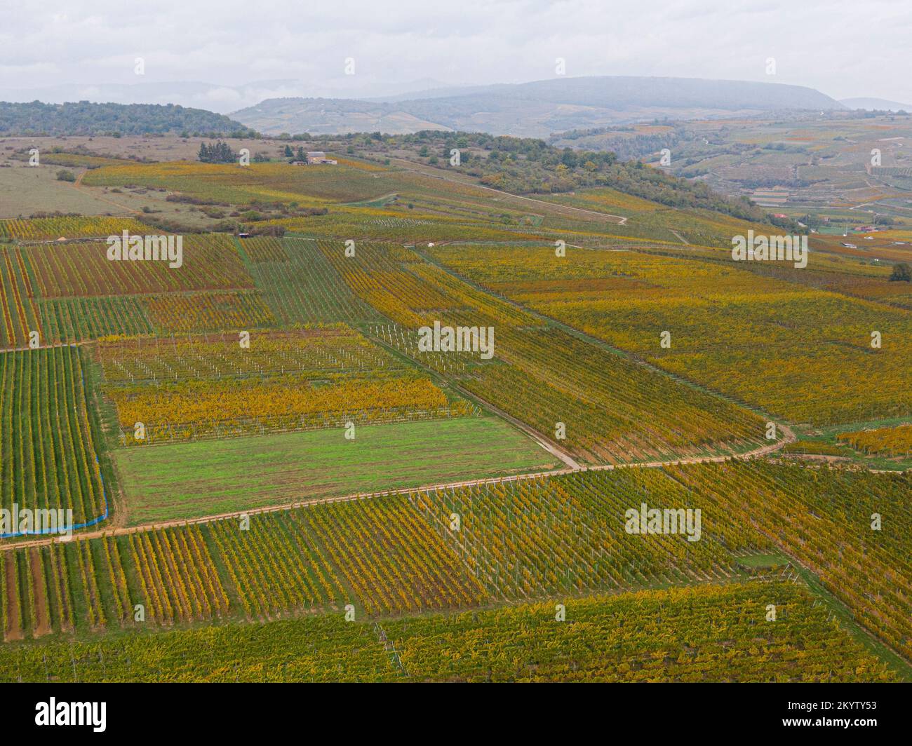 Aerial view of a road passing through the vineyards in autumn. The ...
