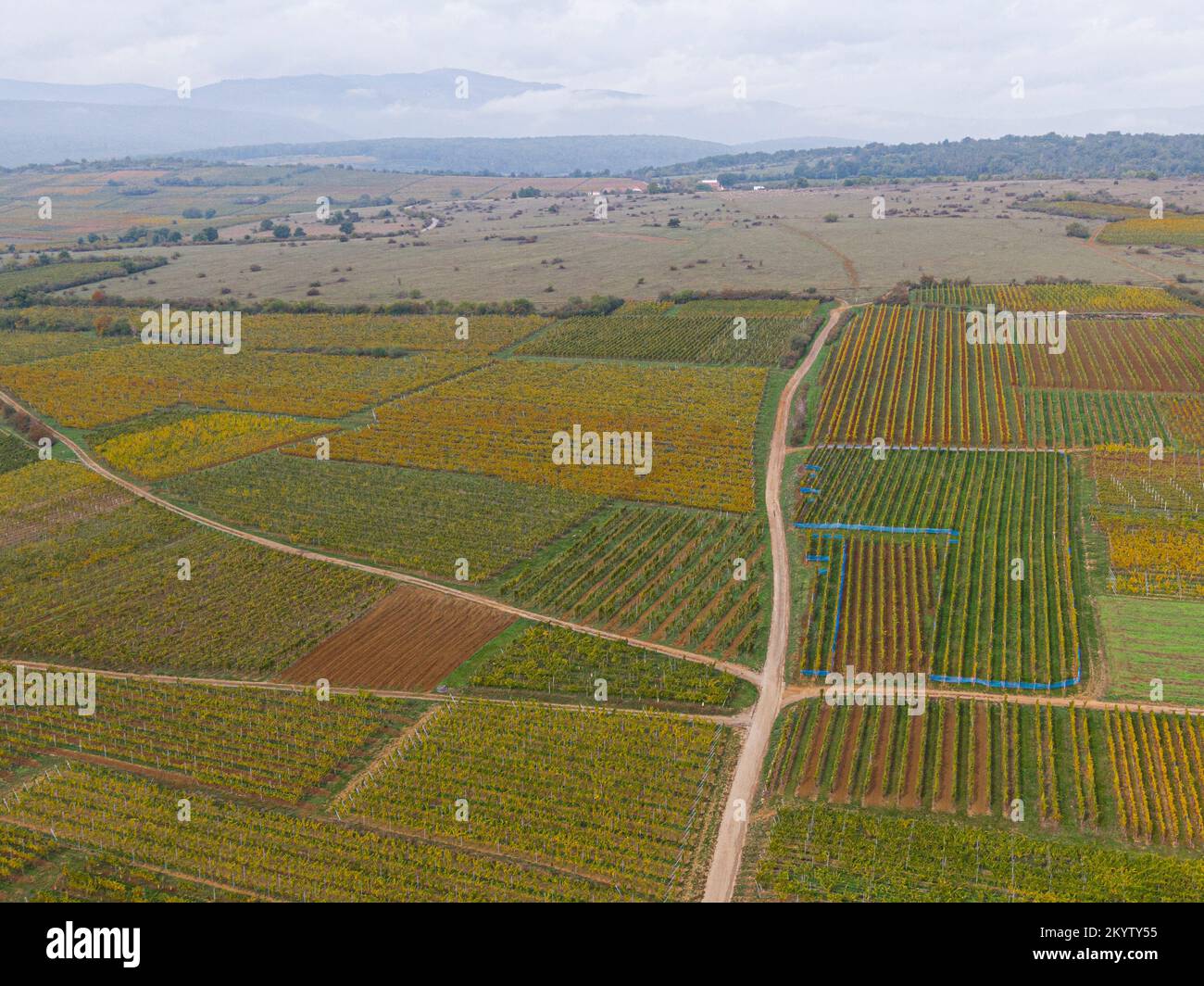 Aerial view of a road passing through the vineyards in autumn. The ...