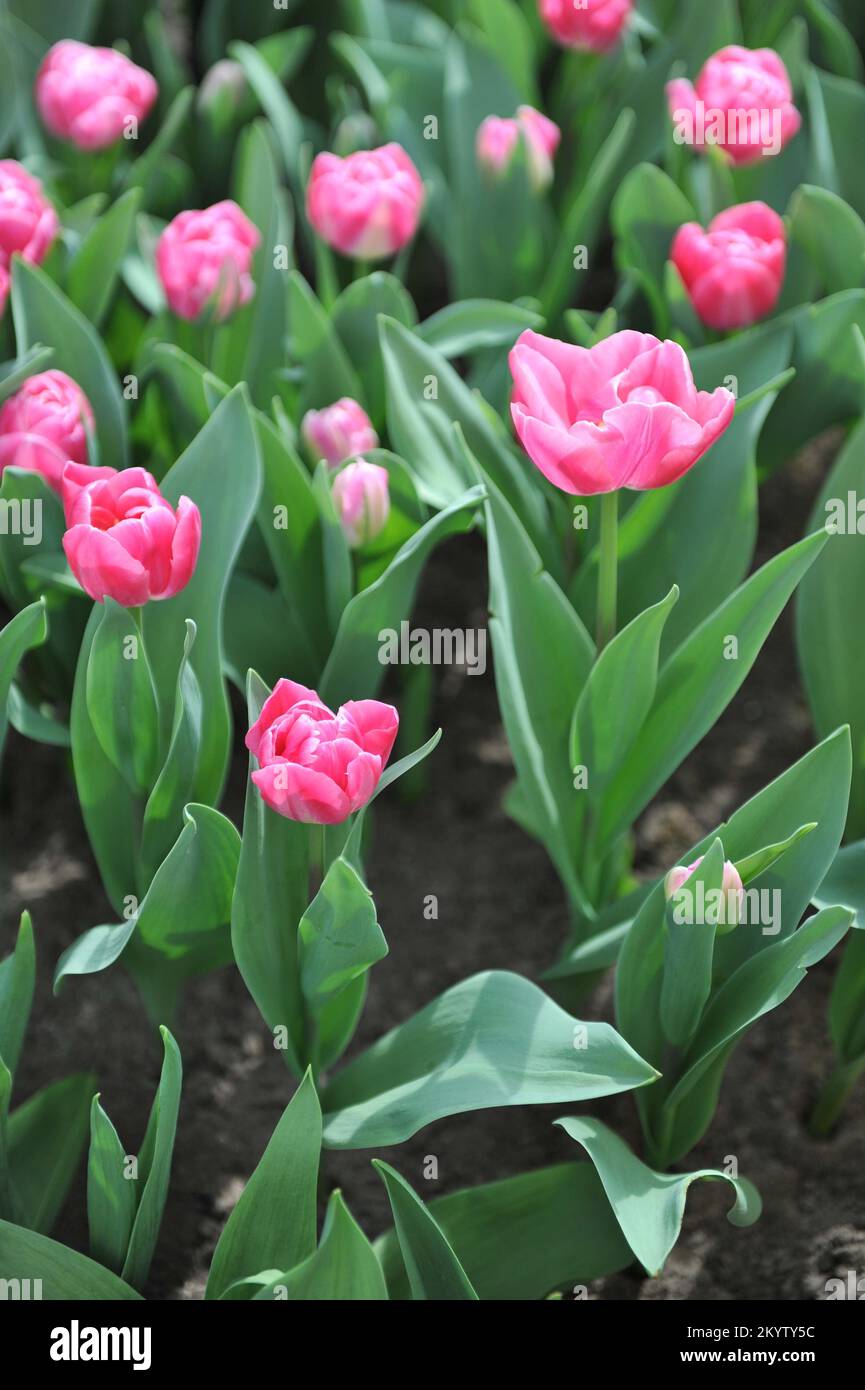 White And Pink Double Tulips
