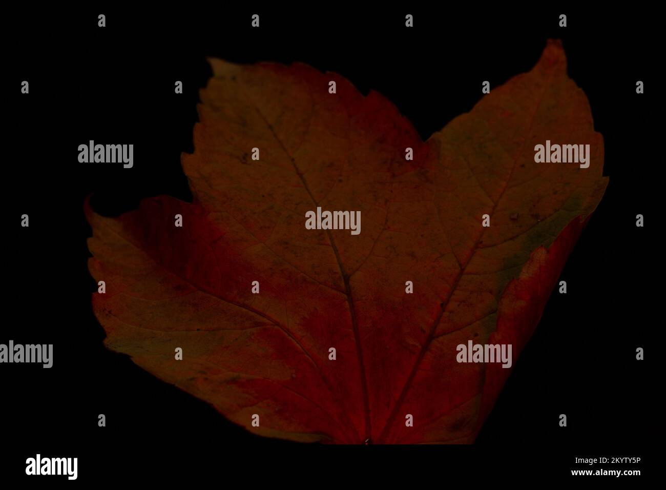 érable feuille de dentelle hi-res stock photography and images - Alamy