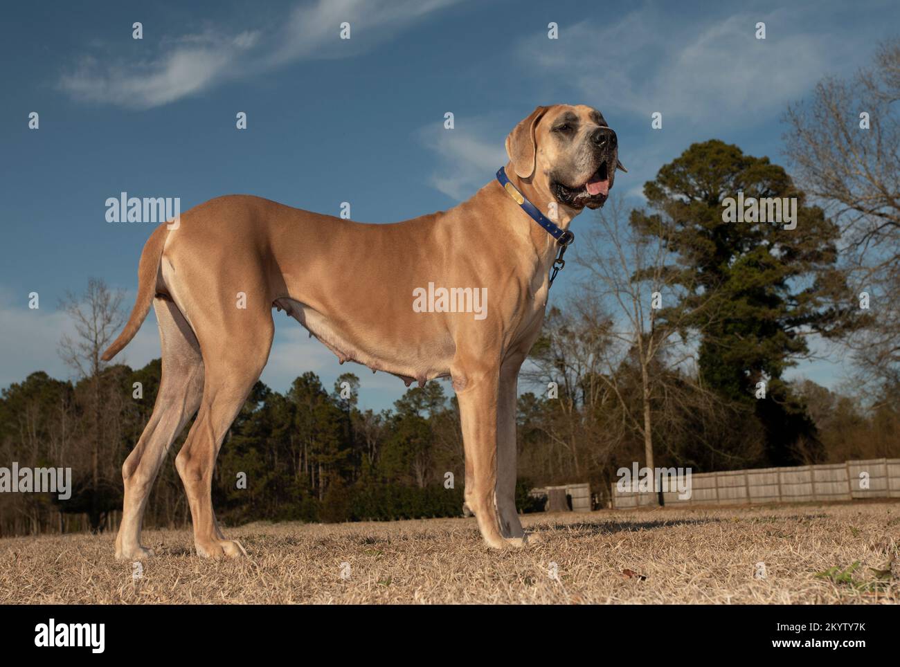 Female great dane hi-res stock photography and images - Alamy
