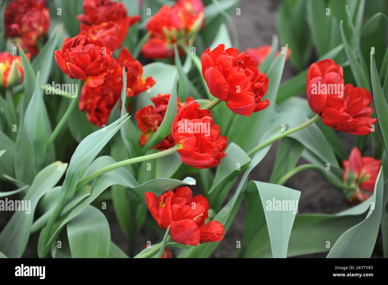 Red peony-flowered Double Early tulips (Tulipa) Voice of Holland bloom ...