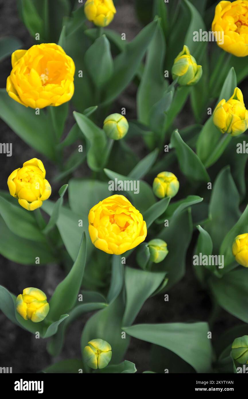 Yellow peony-flowered Double Early tulips (Tulipa) Vulcano d'Or bloom ...
