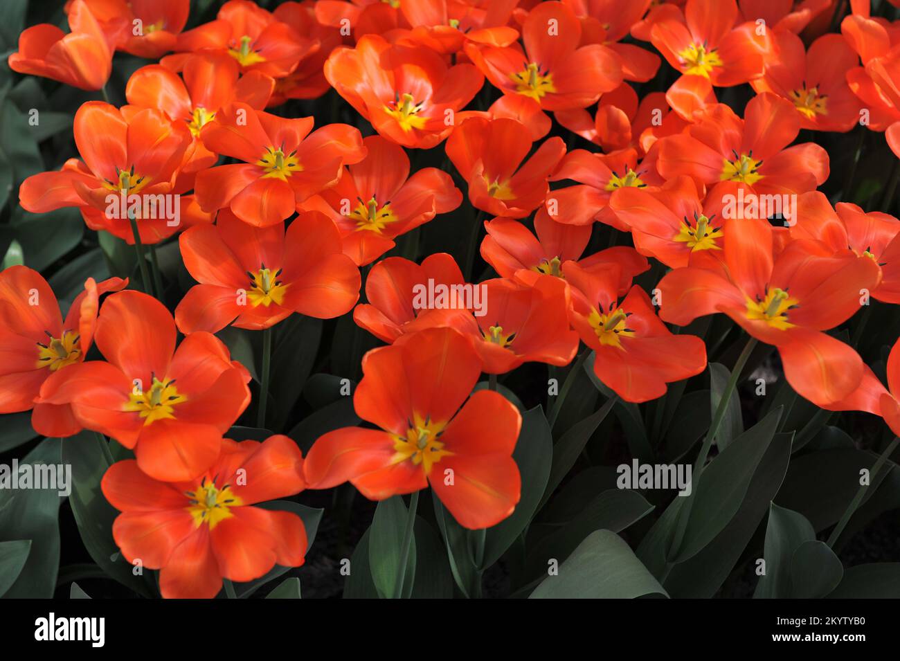 Orange-red Triumph tulips (Tulipa) Walsrode bloom in a garden in April ...