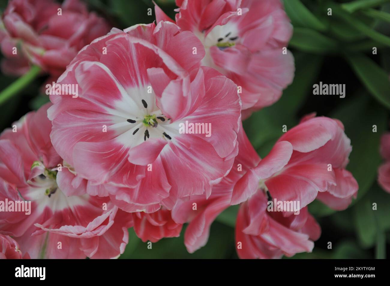 Pink and white peony-flowered Double Late tulips (Tulipa) Wedding Gift ...