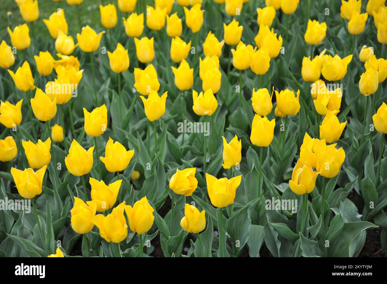 Yellow Single Early tulips (Tulipa) Wendy van Dijk bloom in a garden in ...