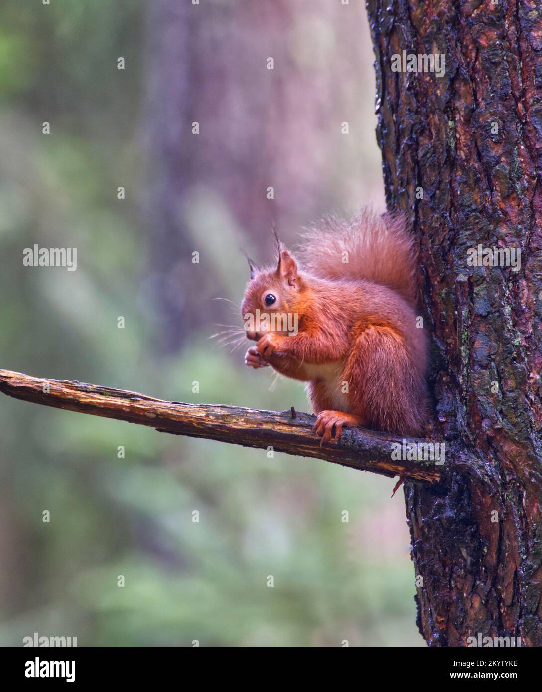 Kit red squirrel hi-res stock photography and images - Alamy