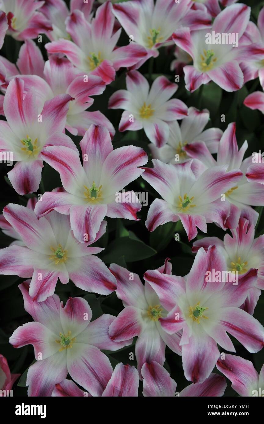 Pink and white Triumph tulips (Tulipa) Whispering Dream bloom in a ...