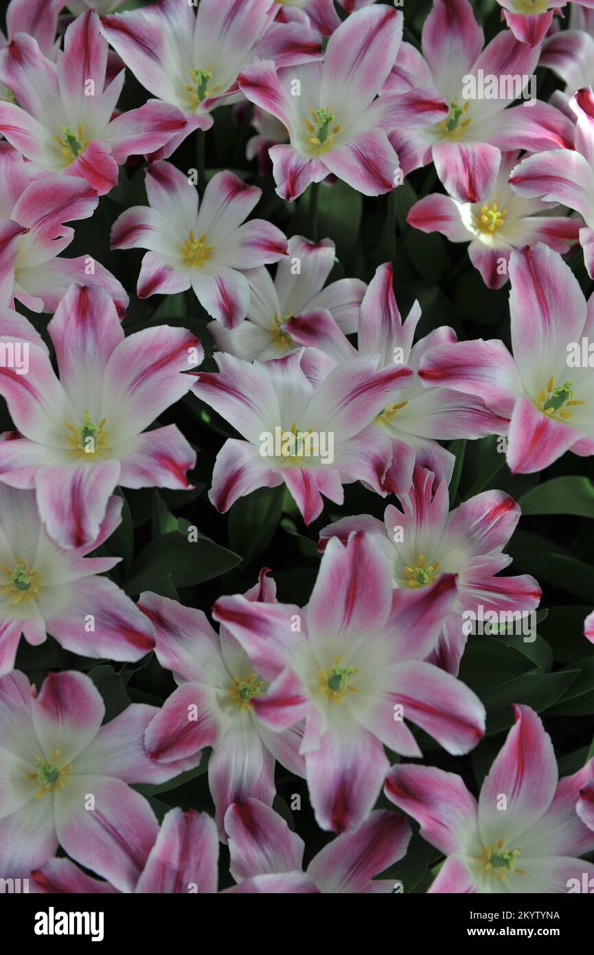 Pink and white Triumph tulips (Tulipa) Whispering Dream bloom in a ...