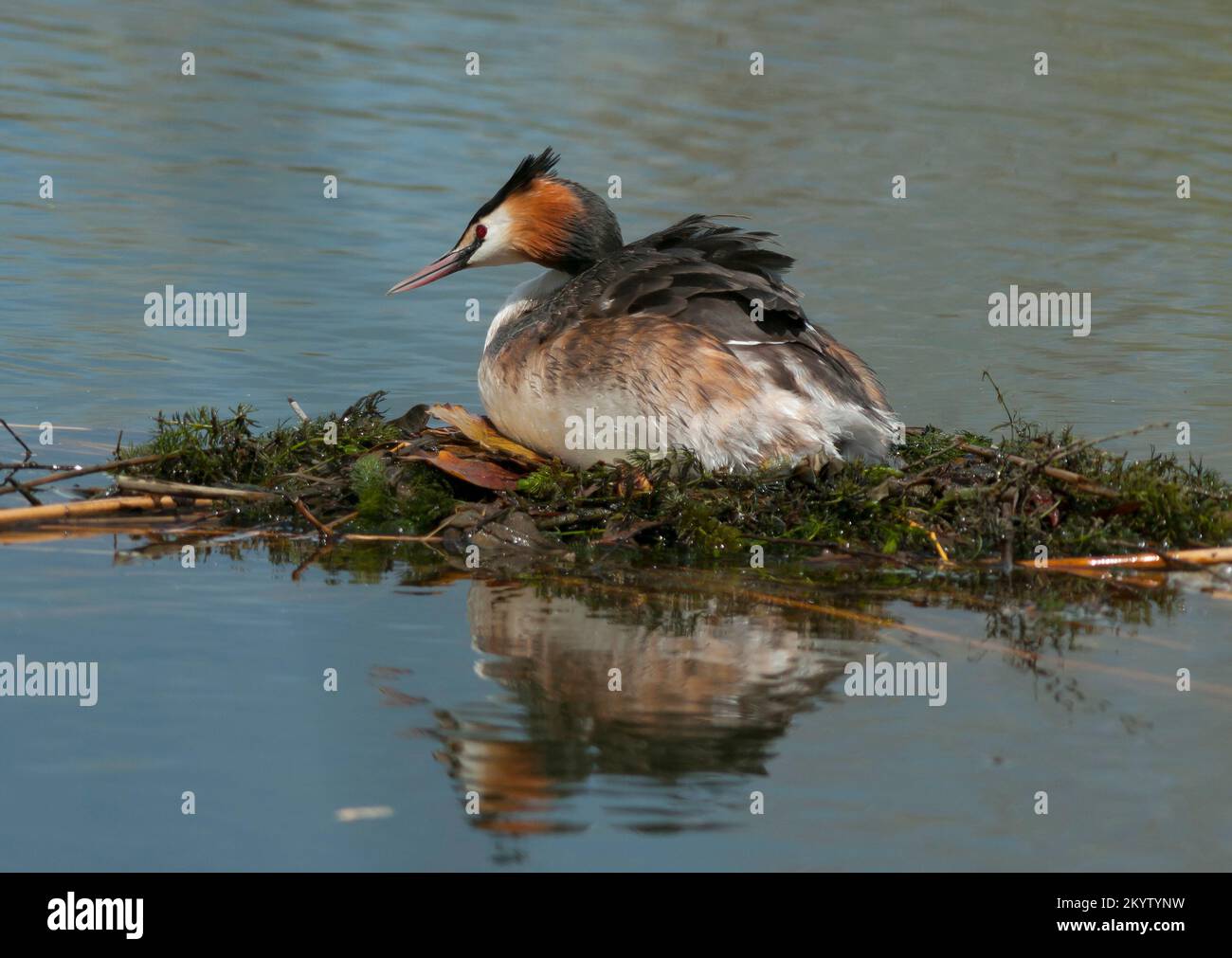 Grebe or Great Grebe (lat. Podiceps cristatus) on the nest. Europe ...