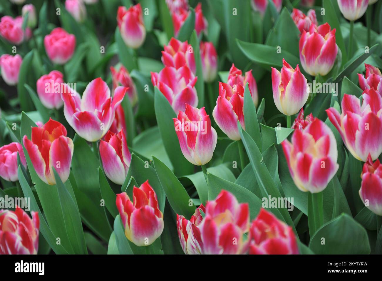 Pink and white Triumph tulips (Tulipa) Whispering Dream bloom in a ...