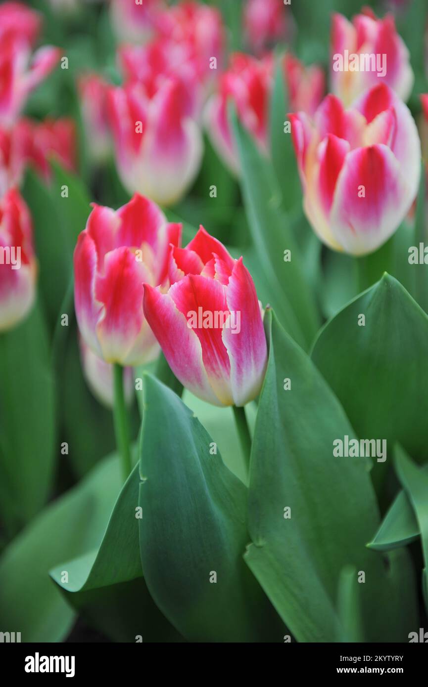 Pink and white Triumph tulips (Tulipa) Whispering Dream bloom in a ...