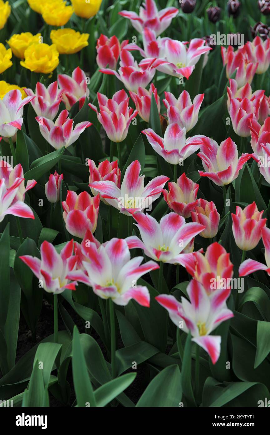 Pink and white Triumph tulips (Tulipa) Whispering Dream bloom in a ...