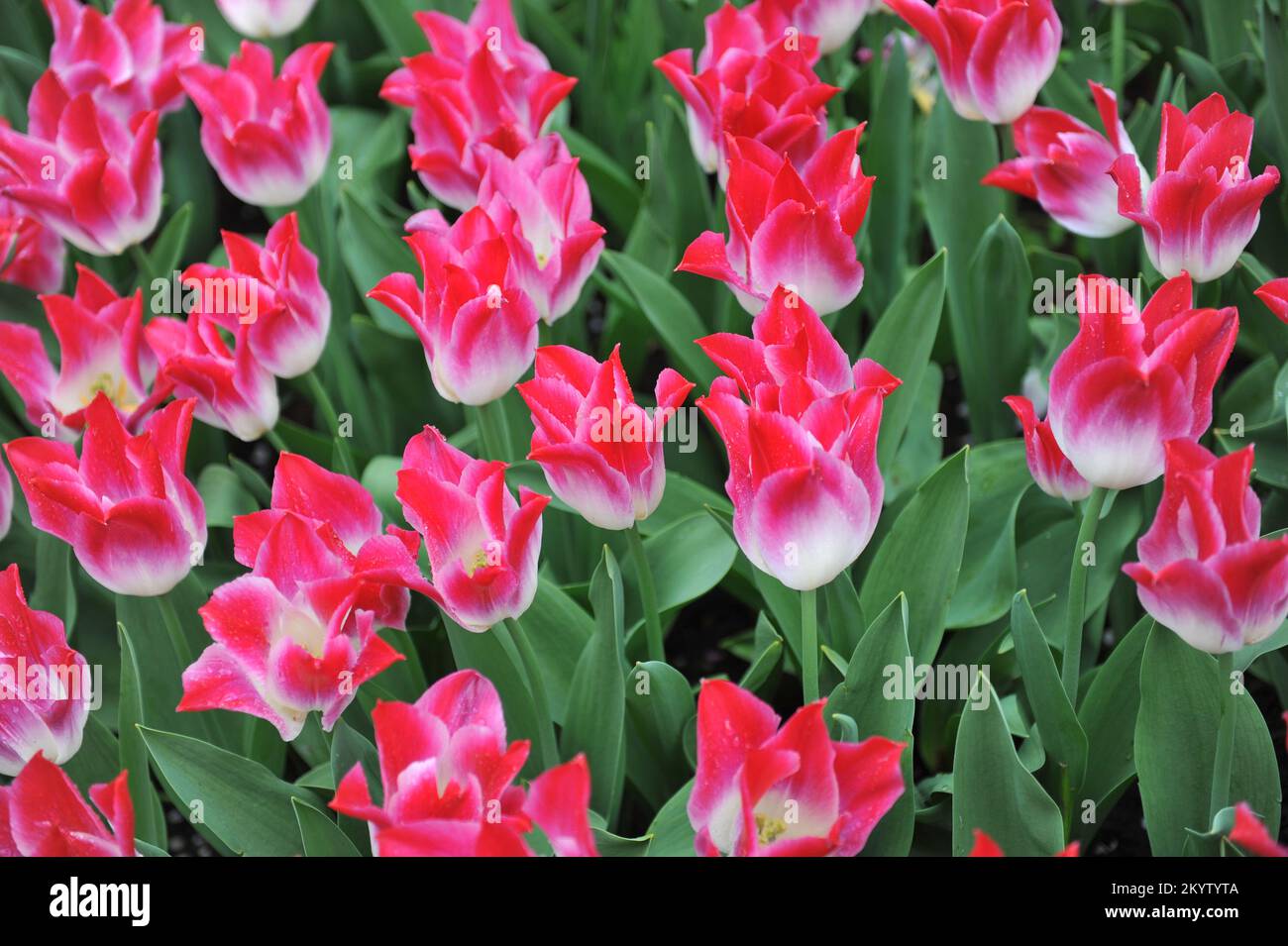 Pink and white Triumph tulips (Tulipa) Whispering Dream bloom in a ...