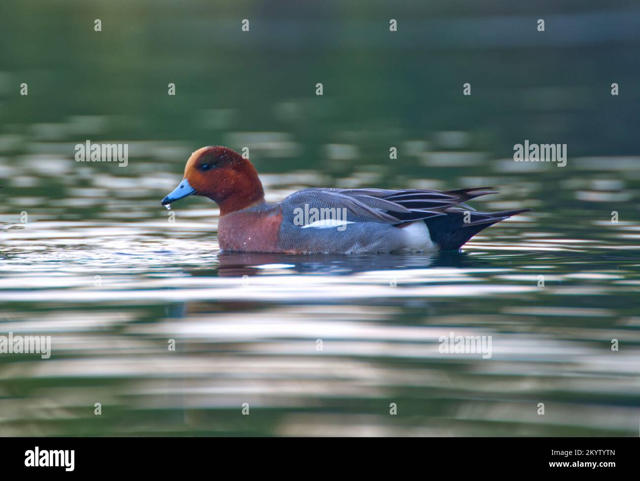 Female widgeon hi-res stock photography and images - Alamy